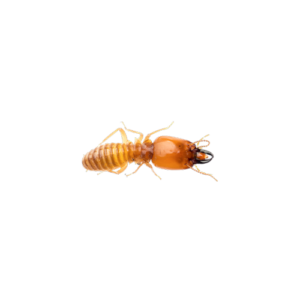 Termites – Pest Library – Affordable Pest Control