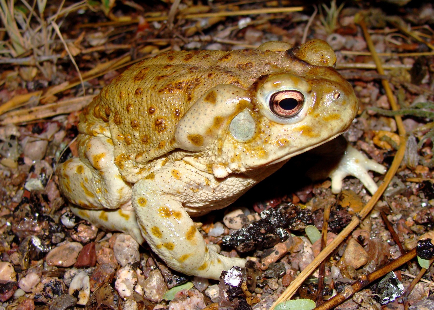 Sonoran Desert Toad Season Is Coming – Affordable Pest Control